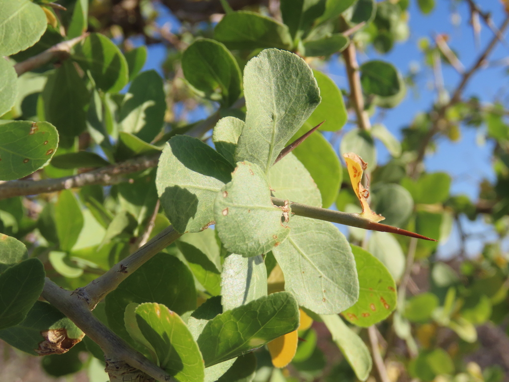 Tall Common Corkwood from Karas Region, Namibia on May 2, 2024 at 04:48 ...