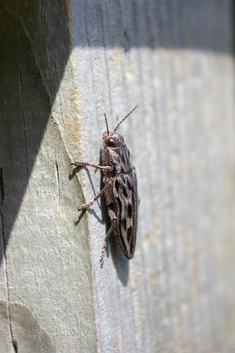 Western Sculptured Pine Borer (Buprestids of the United States ...