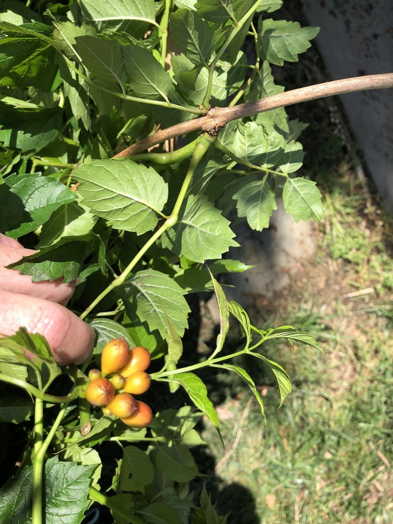 American trumpet vine from Glencarlyn Park, Arlington, VA, US on May 26 ...