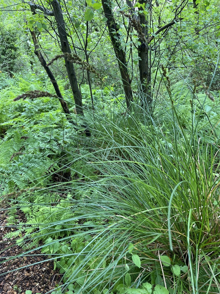 Greater Tussock-sedge from Somerset, England, GB on May 26, 2024 at 01: ...