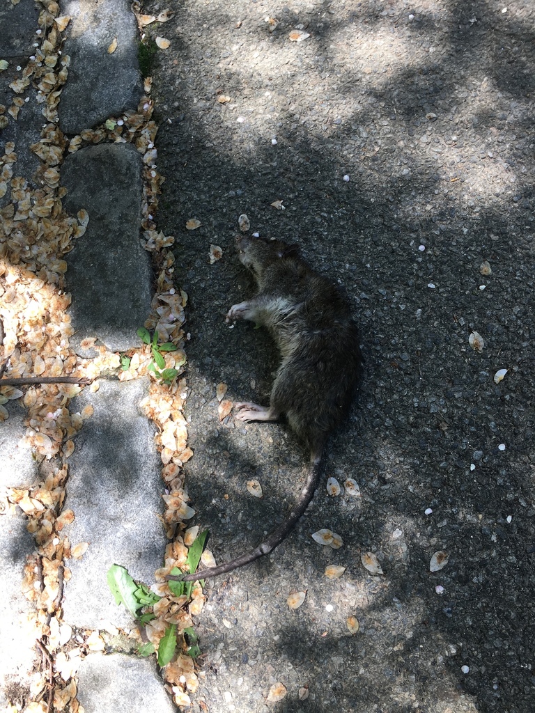 Brown Rat from Central Park, New York, NY, US on May 11, 2019 at 01:20 ...