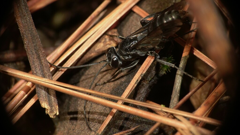 Pepsinae from Gureghar, Maharashtra, India on May 15, 2024 at 09:01 AM ...