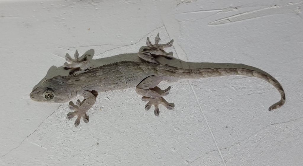 Japanese Giant Gecko from Yichang, CN-HU, CN on May 26, 2024 at 09:35 ...