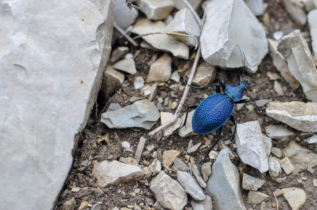 Carabus scabrosus caucasicus from Unnamed Road, Краснодарский край ...