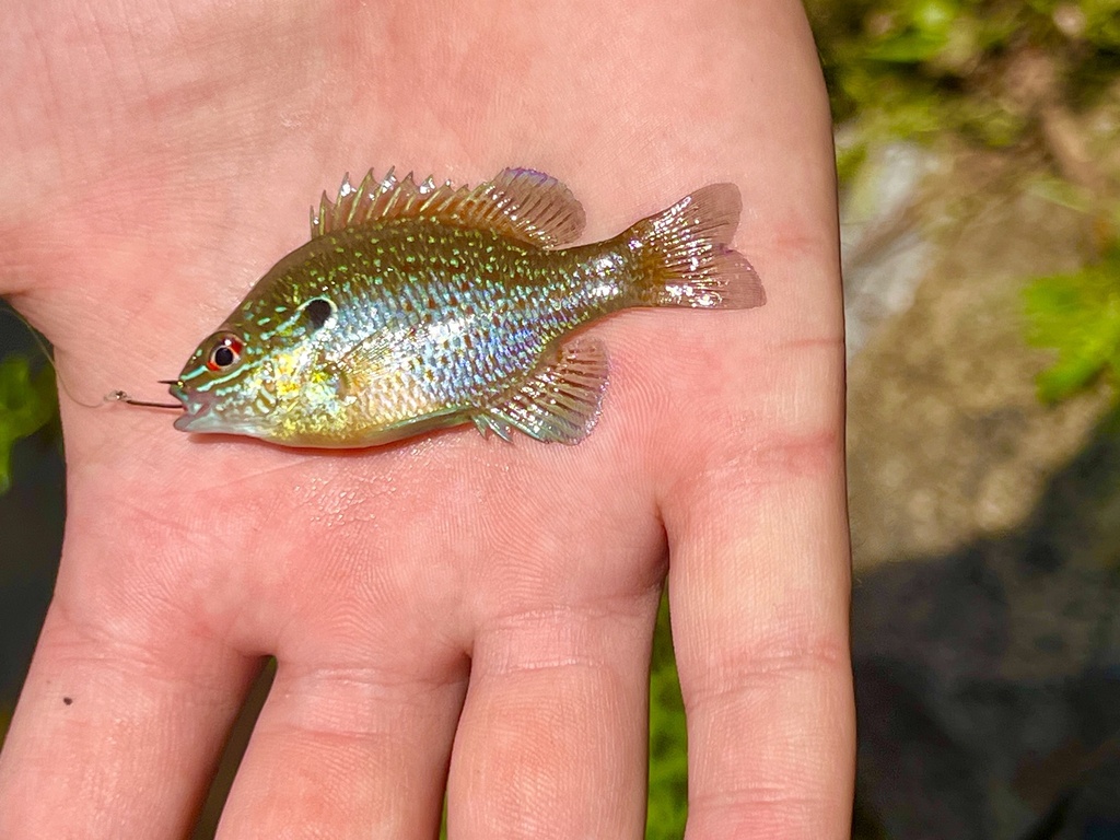 Dollar Sunfish from Jakes Landing Rd, Columbia, SC, US on May 25, 2024 ...