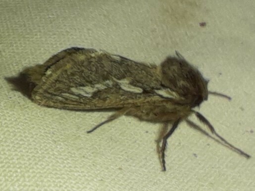 Butterflies and Moths from Warmbad area, Namibia on May 3, 2024 at 09: ...