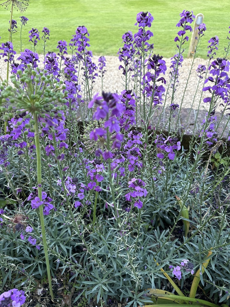 Erysimum linifolium from Hall Road, Ipswich, England, GB on May 26 ...
