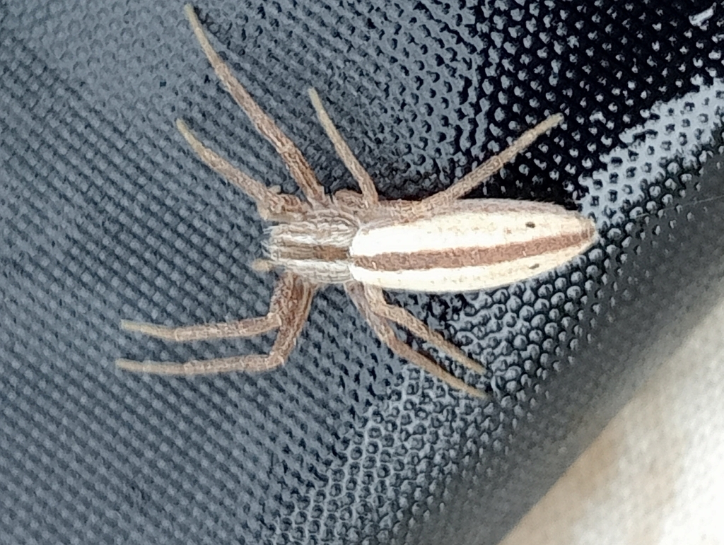 Oblong Running Spider from Copmanthorpe, York, UK on May 26, 2024 at 05 ...