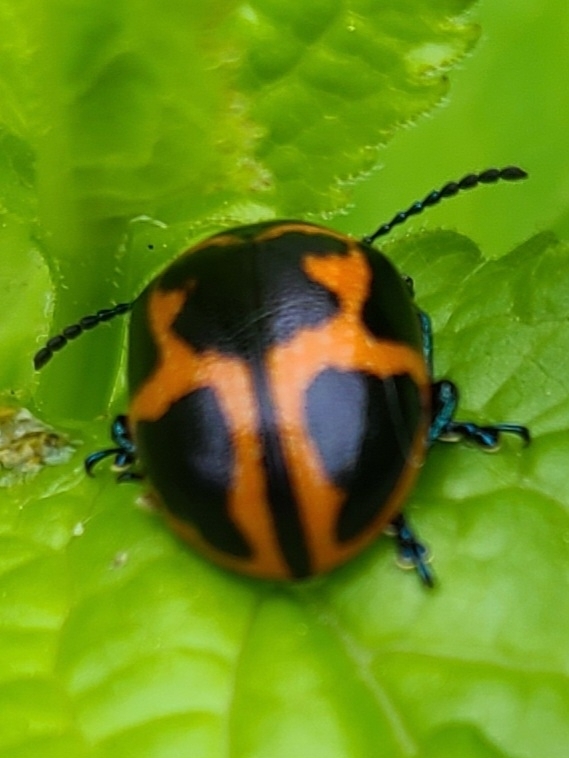 Swamp Milkweed Leaf Beetle from Ottawa, ON K2S 0S8, Canada on May 26 ...