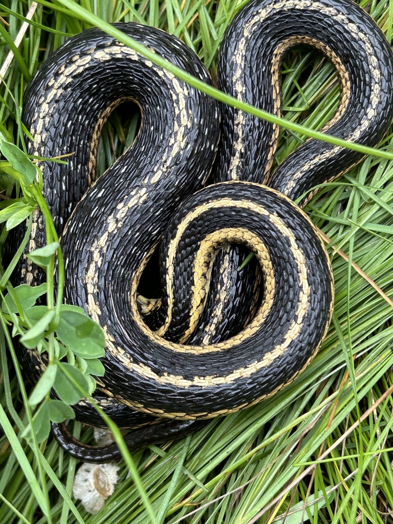 Eastern Garter Snake from Aldershot South, Hamilton, ON, CA on May 26 ...