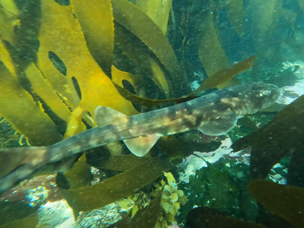 Dark Shyshark (Haploblepharus pictus) - Marine Life Identification