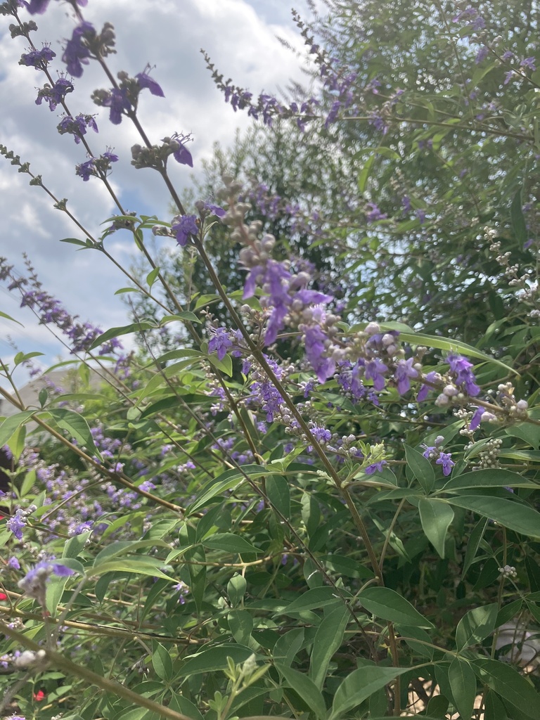 Lilac chaste tree from Ellisville Blvd, Laurel, MS, US on May 26, 2024 ...