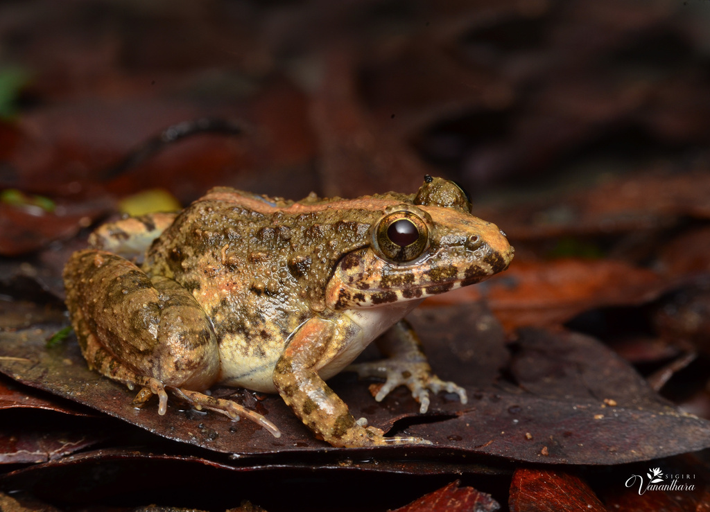 Common Indian Cricket Frog from Minneriya National Park, North Central ...