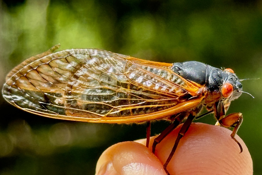 Neotredecim Periodical Cicada from Innsbrook, MO, US on May 26, 2024 at ...