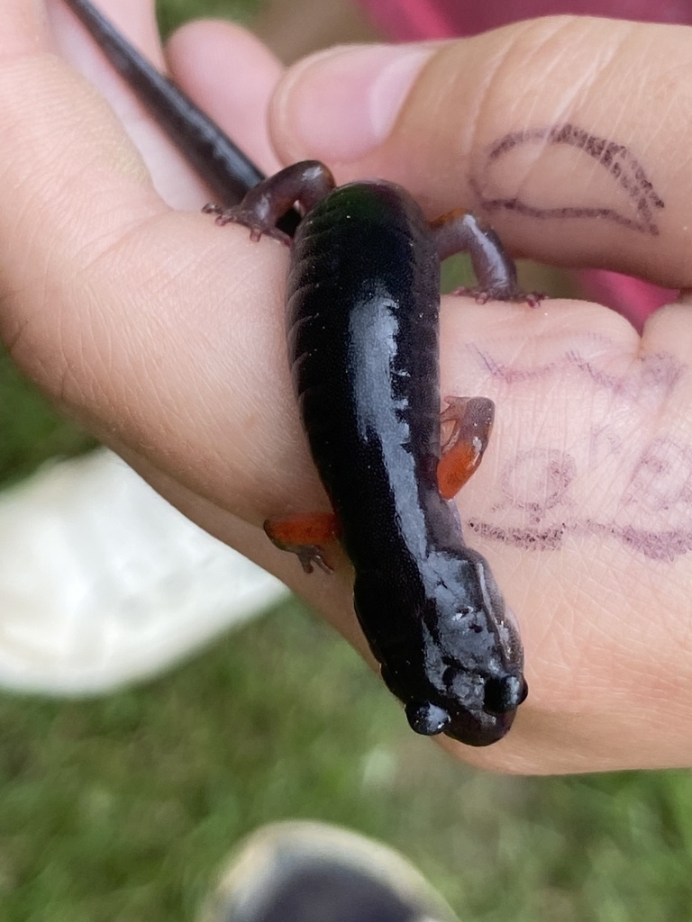 Red-legged Salamander in May 2024 by borntorun200 · iNaturalist