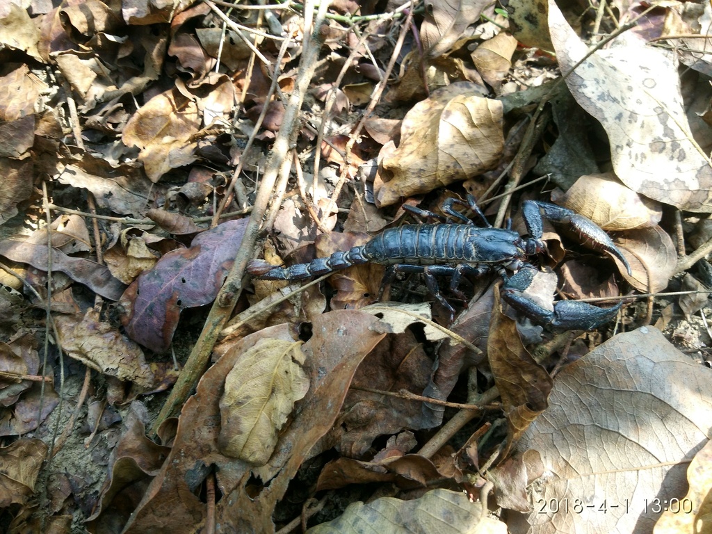 Deccanometrus bengalensis from Mahendra Highway, Hetauda, Narayani, NP ...