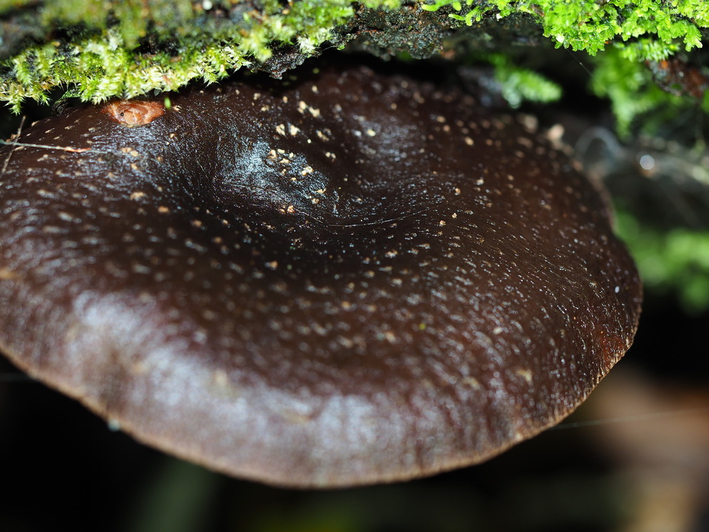 New Zealand shiitake from Western Lake, New Zealand on May 11, 2019 at ...