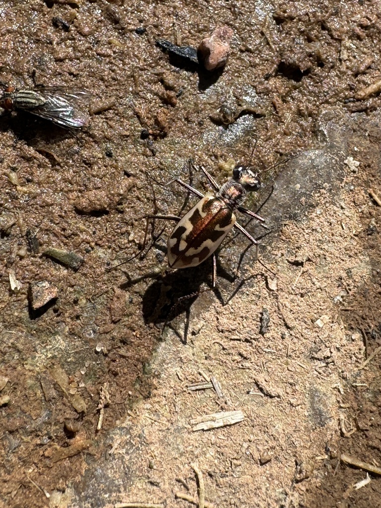 Nevada Tiger Beetle from Middle Pease River, Paducah, TX, US on May 26 ...