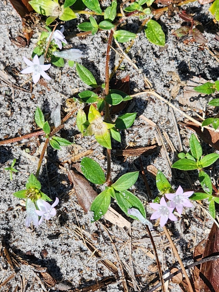 largeflower Mexican clover from Fort Pierce North, FL, USA on May 26 ...