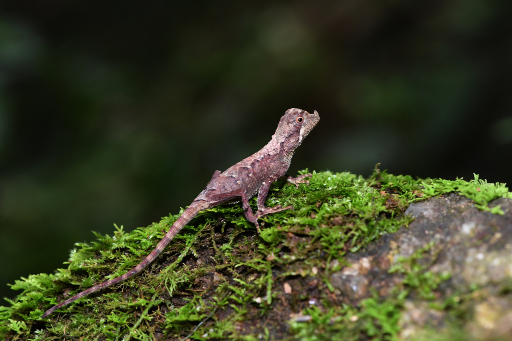 Leaf-nosed Lizard in December 2018 by Gomen See. Ceratophora tennentii ...