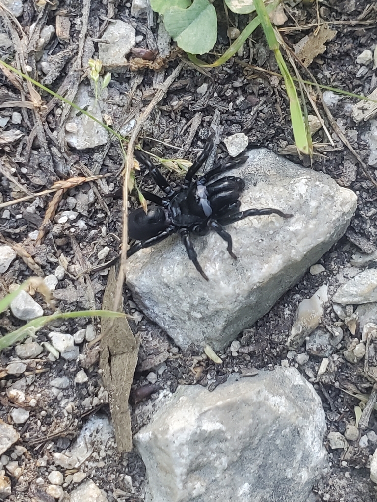 Black Purseweb Spider from O'Fallon, MO 63368, USA on May 25, 2024 at ...