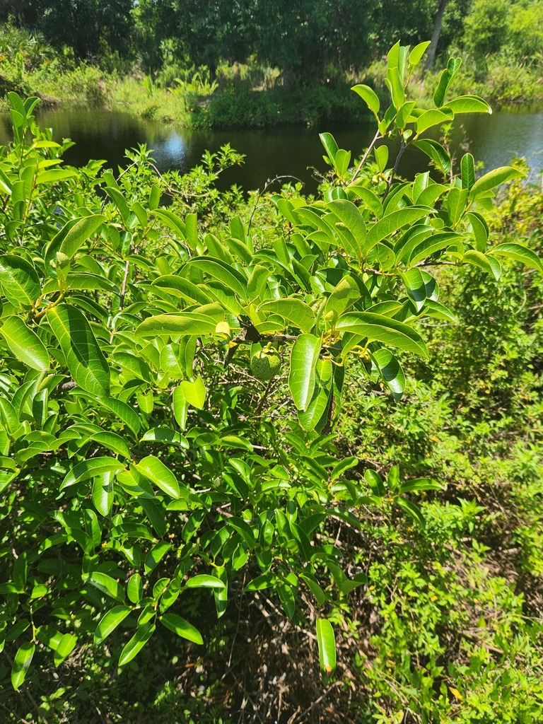 Pond Apple from St Lucie County, FL, USA on May 26, 2024 at 12:45 PM by ...