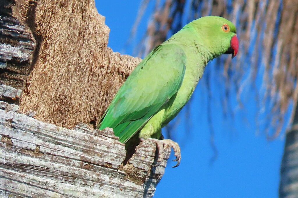 Rose-ringed Parakeet from Naples Zoo at Caribbean Gardens, 1590 ...
