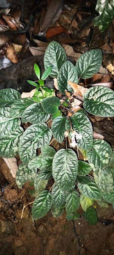 Jerdonia indica from C987+FJW, Ranipuram, Kerala 671532, India on May 23, 2024 at 02:14 PM by ...