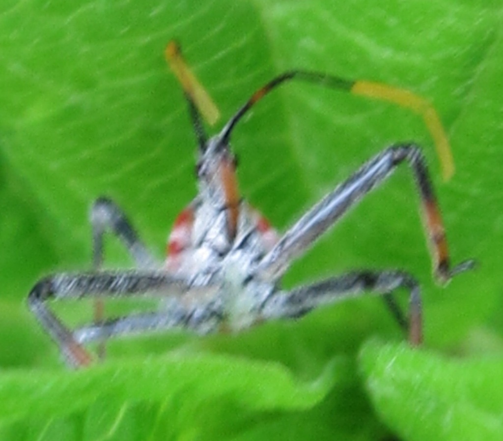 North American Wheel Bug in May 2024 by kkt. Sitting inside milkweed ...