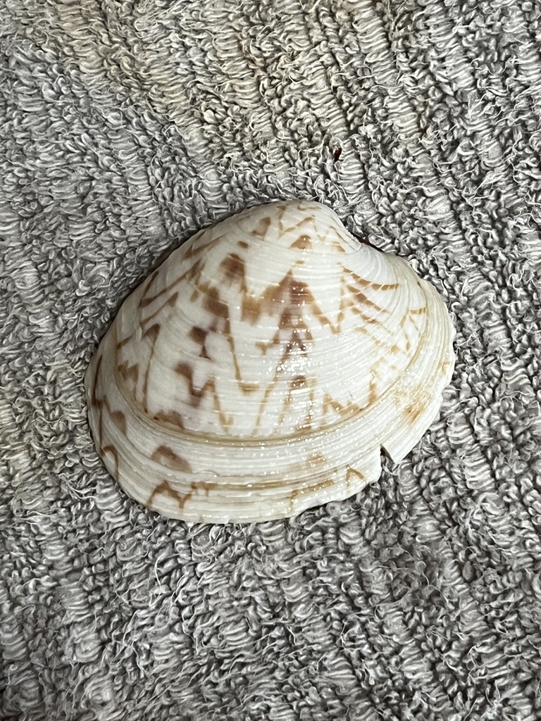 Southern Quahog from Lovers Key State Park, Bonita Springs, FL, US on ...