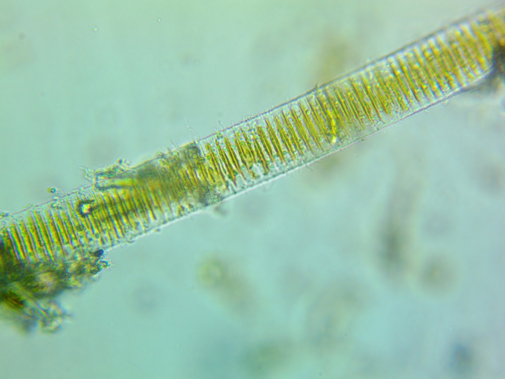 Fragilaria in May 2024 by abelkinser · iNaturalist