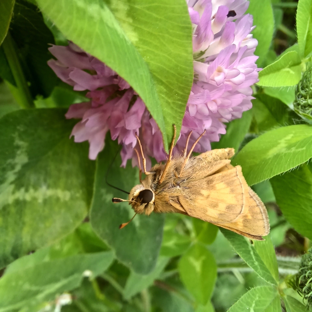 Huron Sachem from New York, NY 11102, USA on May 26, 2024 at 12:52 PM ...