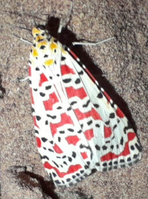 Crimson-speckled Flunkey from Karas Region, Namibia on May 4, 2024 at ...