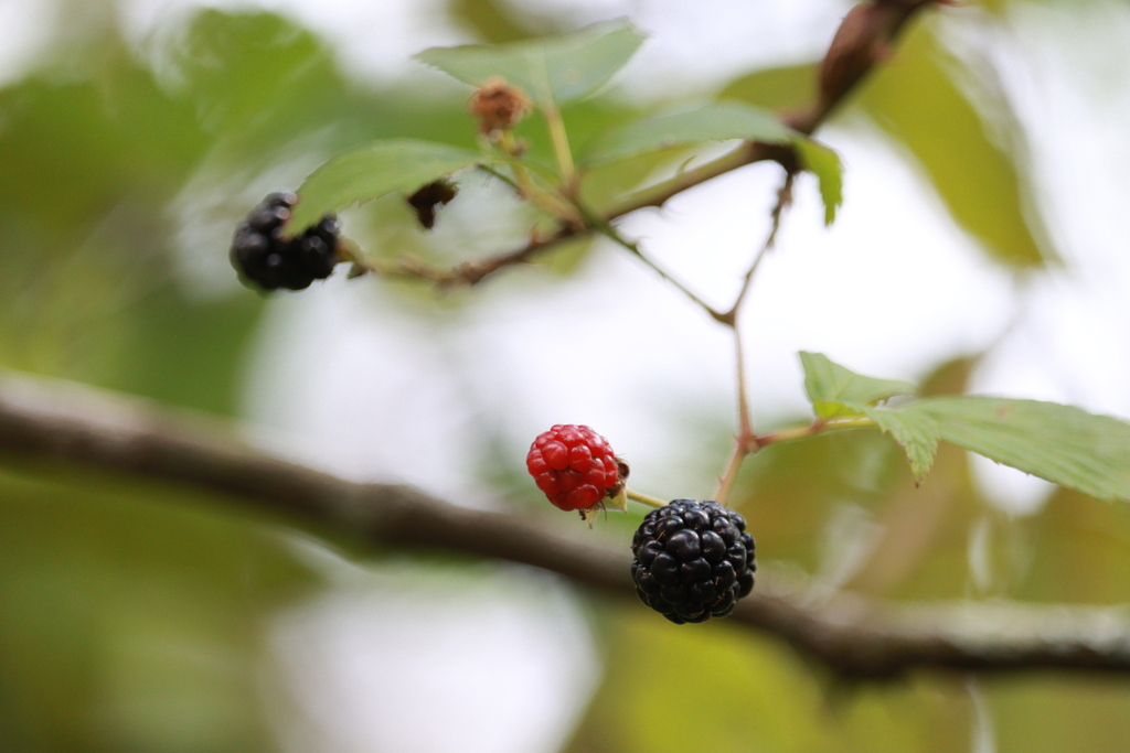 Pennsylvania Blackberry from Polk County, FL, USA on May 25, 2024 at 04 ...