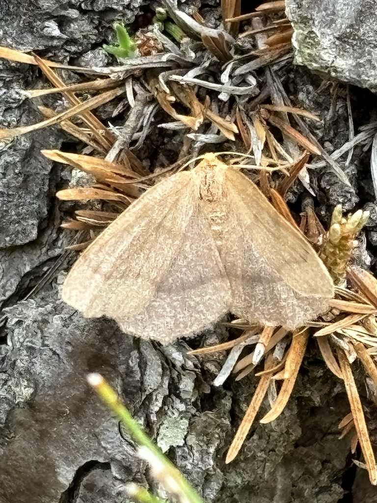 Yellow-headed Looper Moth from Long Island, Westhampton Beach, NY, US ...