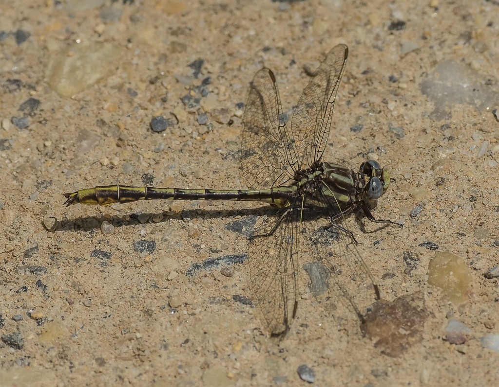 Lancet Clubtail from Chesapeake and Ohio Canal National Historical Park ...