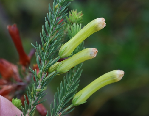 Hybrid Erica pinea × Viscaria macrosepala · iNaturalist