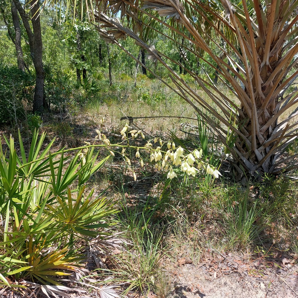 common yucca from Florida, Hernando, Chassahowitzka Wildlife and ...