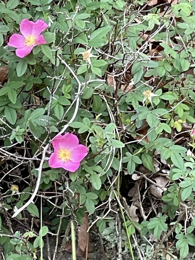 swamp rose from Whiting Creek, Water View, VA, US on May 26, 2024 at 09 ...