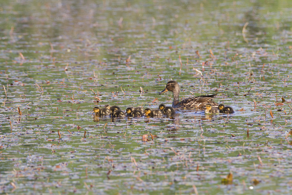 Mallard from Петродворцовый р-н, Санкт-Петербург, Россия on May 26 ...