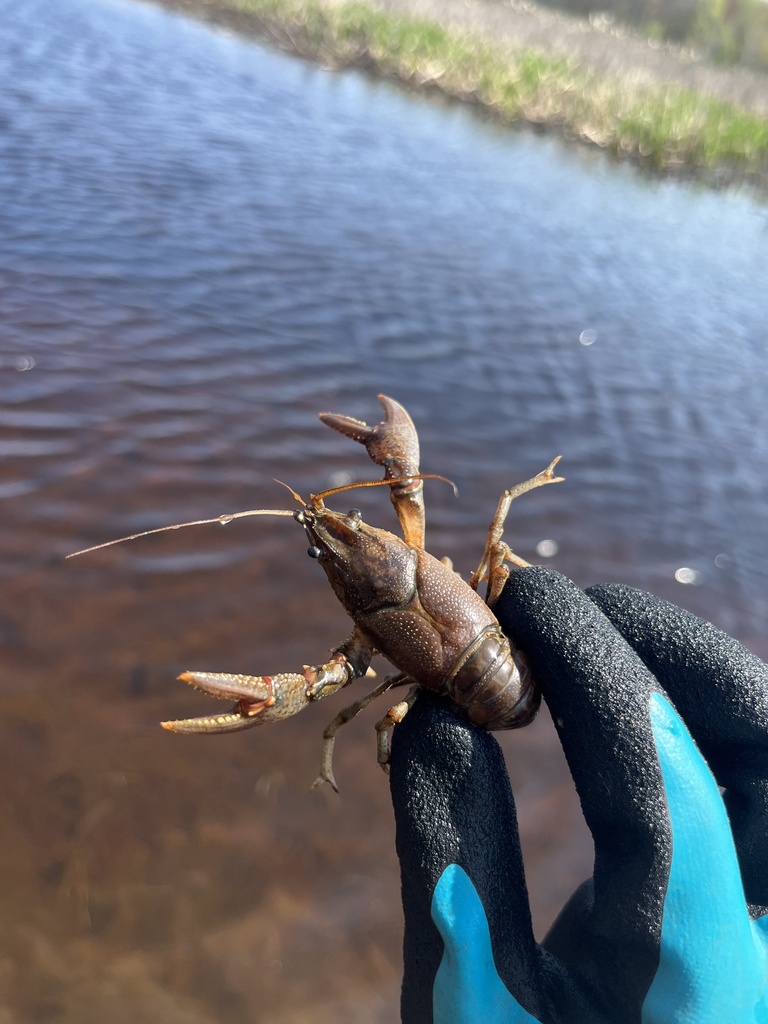 Virile Crayfish from Partridge Bay, Carling, ON, CA on May 15, 2024 at ...