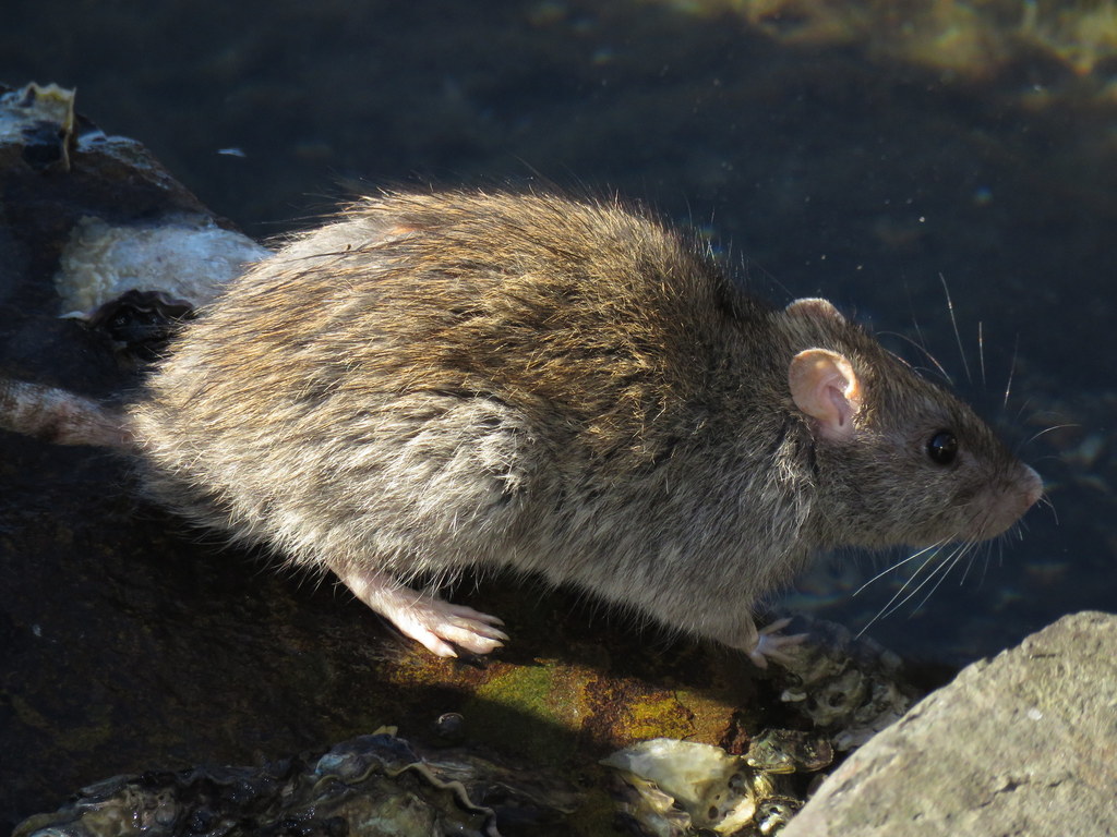 Brown Rat from Harrington beach front on May 30, 2016 by Victor W Fazio ...
