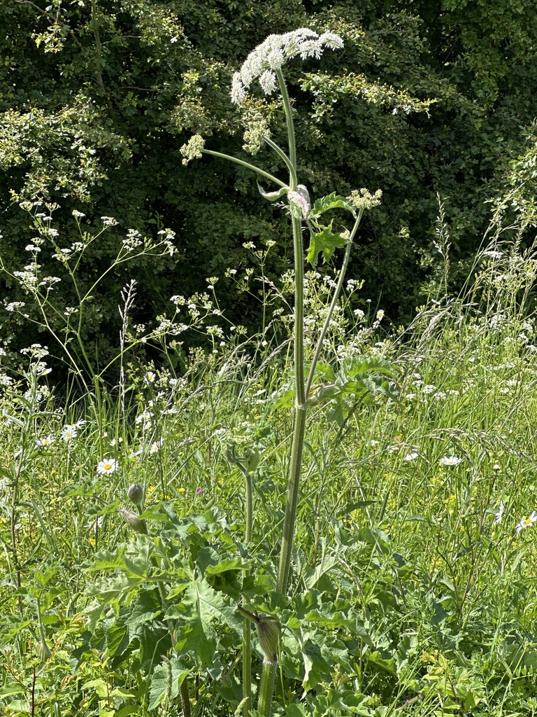 hogweed from Lower Dunton Road, Upminster, England, GB on May 26, 2024 ...