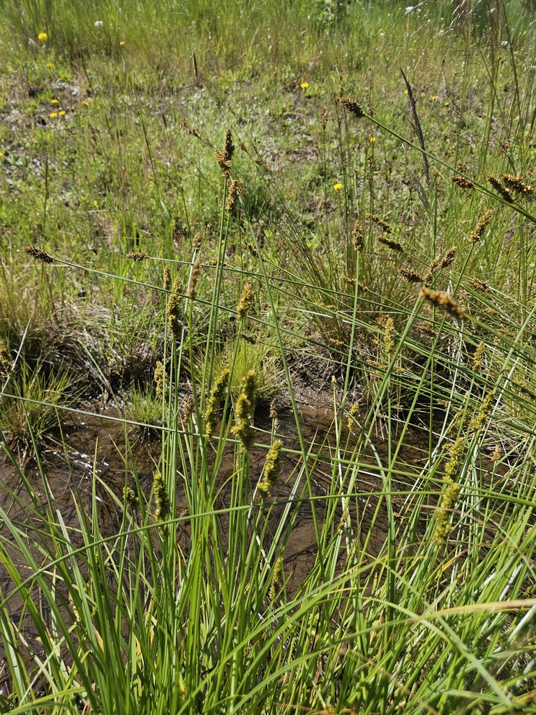dense sedge from Springfield, OR 97478, USA on May 26, 2024 at 11:16 AM ...