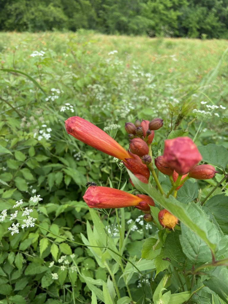 American trumpet vine from Arbor Hills Nature Preserve, Plano, TX, US ...
