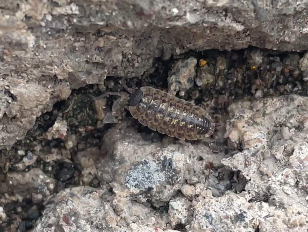 Brickwork Woodlouse from W Skyline Pkwy, Duluth, MN, US on May 26, 2024 ...