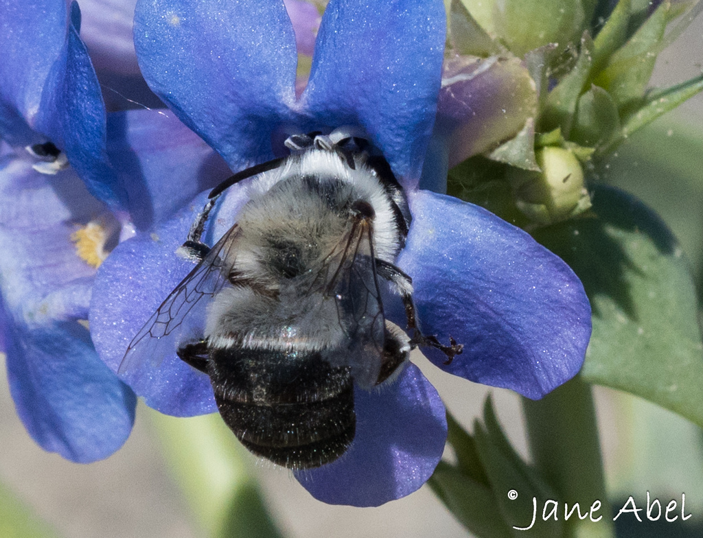 Common Digger Bees from South Richland, Richland, WA, USA on May 19 ...