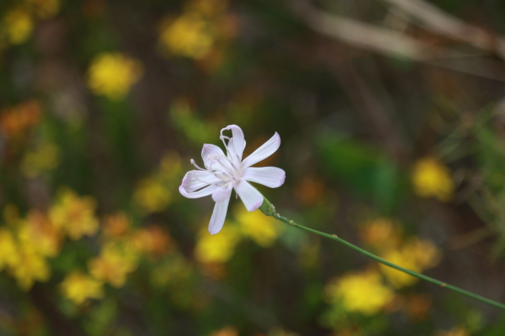 rose rush from Polk County, FL, USA on May 25, 2024 at 06:53 PM by LW ...