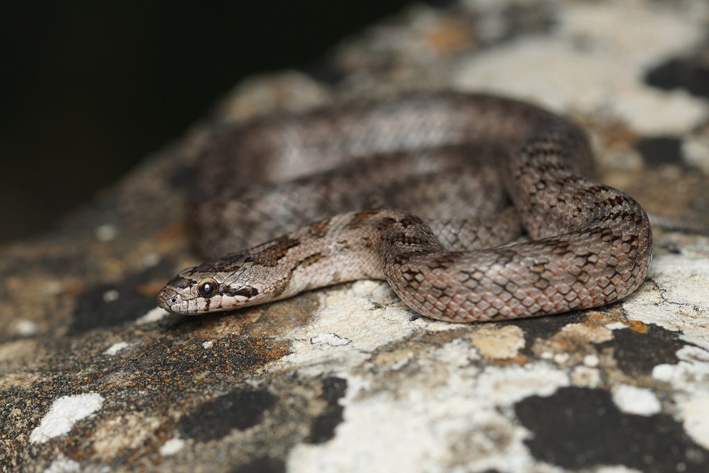 Southern Smooth Snake from Navarre, Spain on May 25, 2024 at 09:19 PM ...