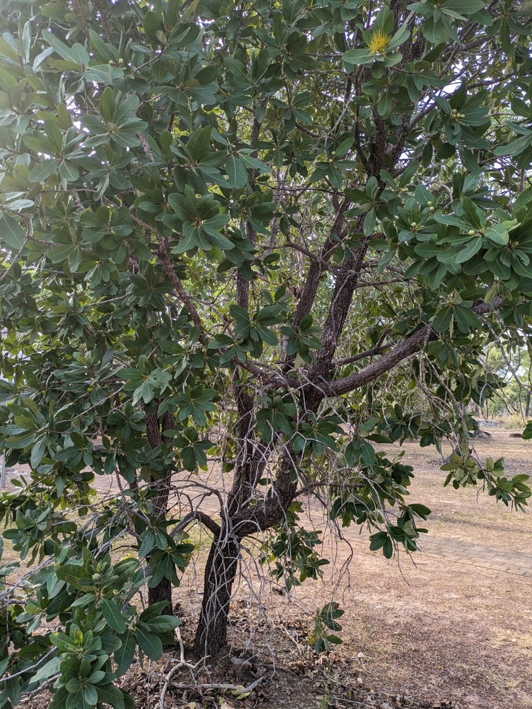 Xanthostemon paradoxus from Kakadu, South Alligator, AU-NT, AU on May ...